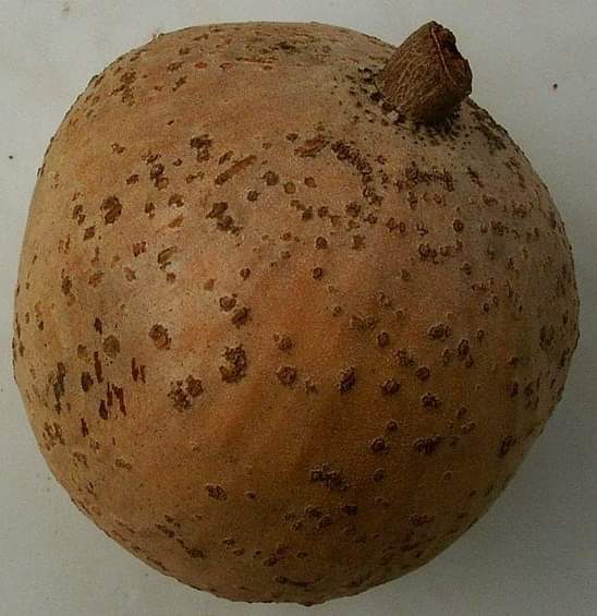 Peux-tu me présenter un fruit local que tu raffoles? – Par Amour Pour l ...